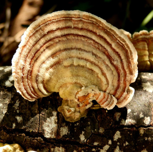 Shelving bracket | Project Noah