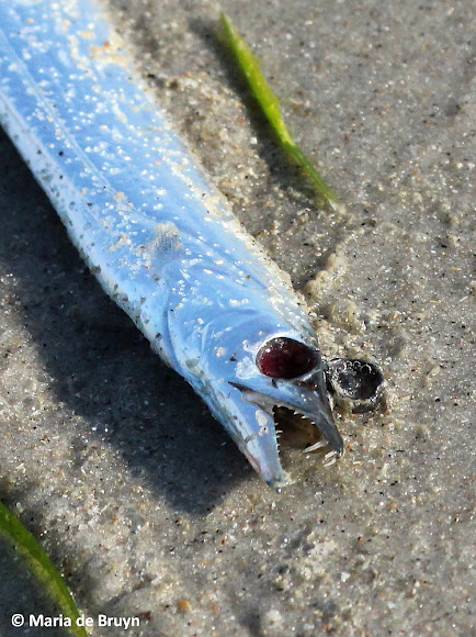 Atlantic cutlassfish | Project Noah