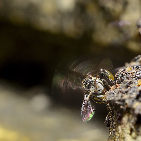 Mosquito bee | Project Noah