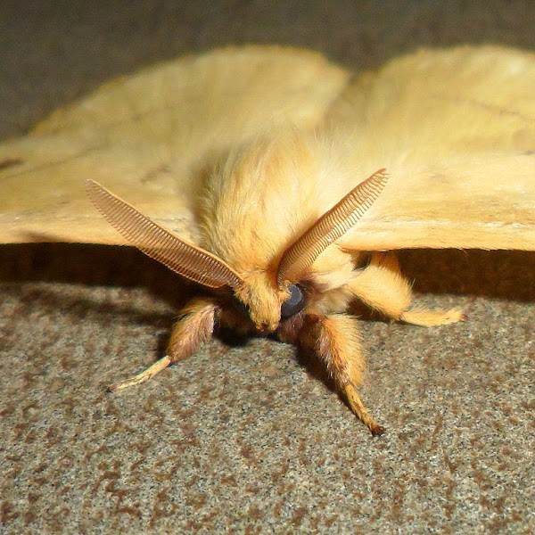 Monkey Moth | Project Noah