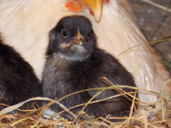 Chicks | Project Noah