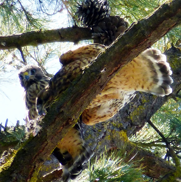 Red Shouldered Hawk (Fledgling) | Project Noah