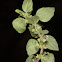 Florida Pellitory | Project Noah