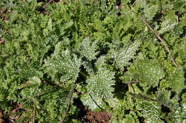 ortiga macho | Project Noah