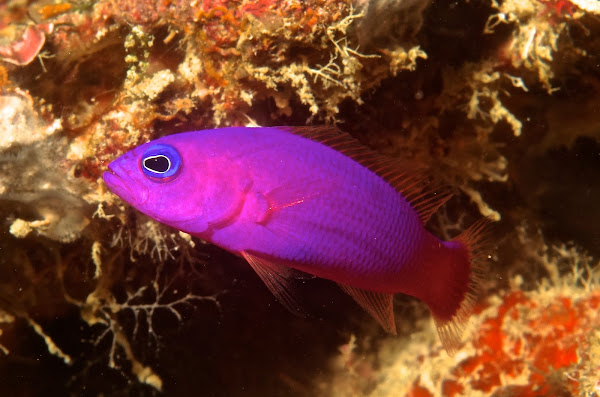 Magenta Dottyback | Project Noah