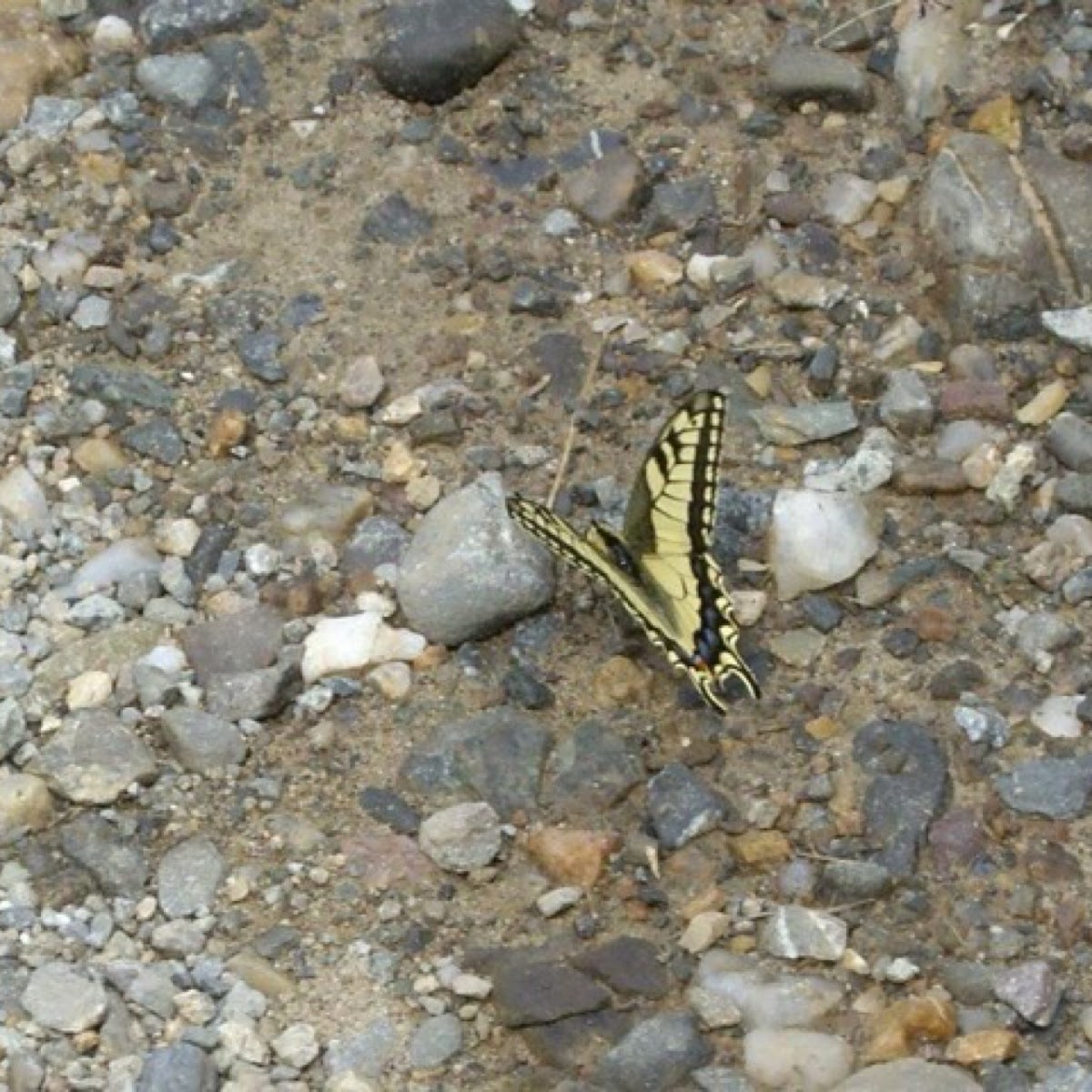 Swallowtail | Project Noah