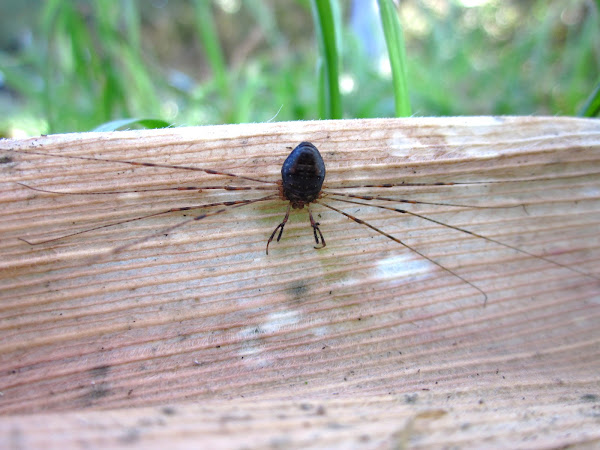 harvestmen | Project Noah