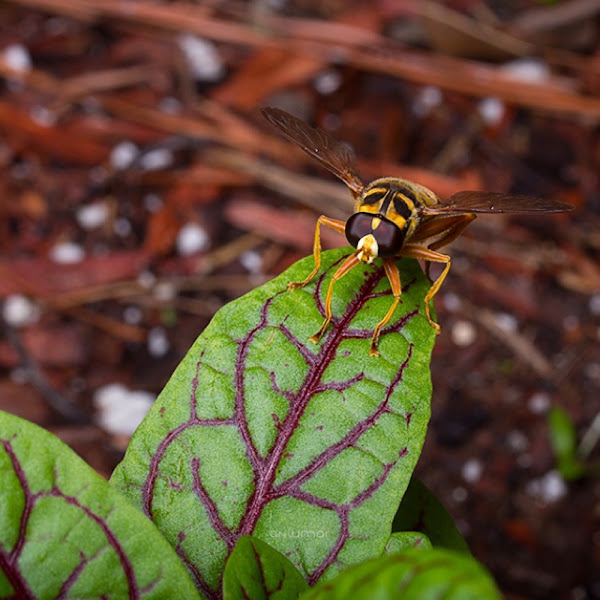 Yellowjacket Hover Fly | Project Noah