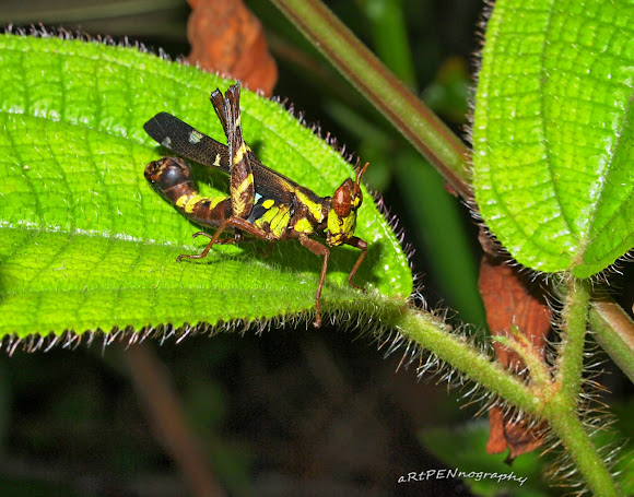 Pretty Grasshopper | Project Noah