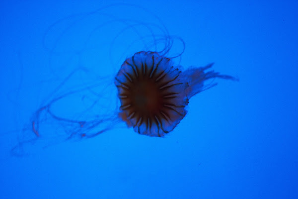 Compass Jelly | Project Noah