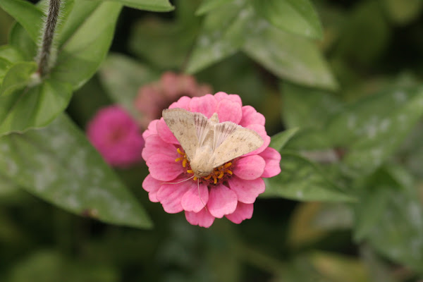 Corn Earworm Moth | Project Noah