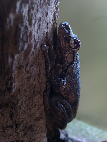 Northern Laughing Tree Frog, Roth's Tree Frog | Project Noah