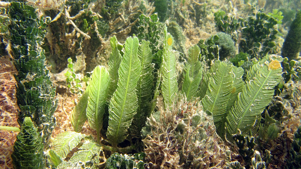 Green Feather Algae | Project Noah