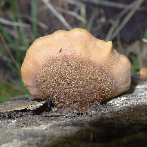 Lentinellus pulvinulus | Project Noah