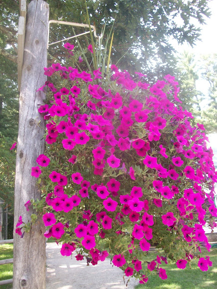 petunias | Project Noah