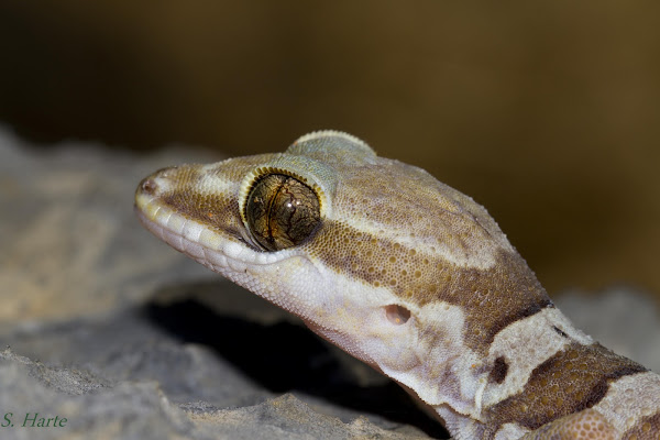 Ring-tailed Gecko | Project Noah