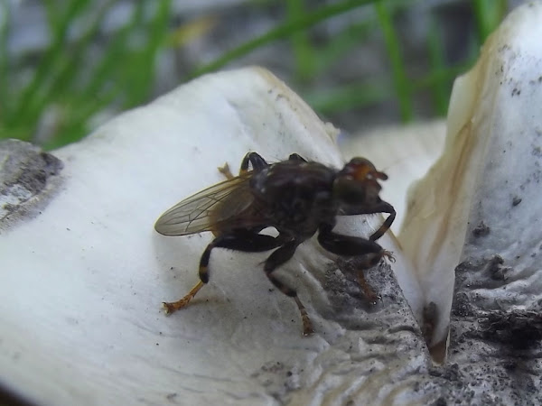 Fungus fly | Project Noah