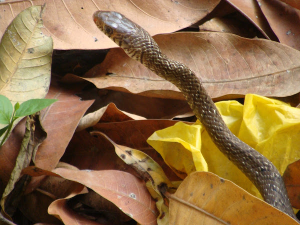 Darash Snake (দাঁড়াশ সাপ) | Project Noah