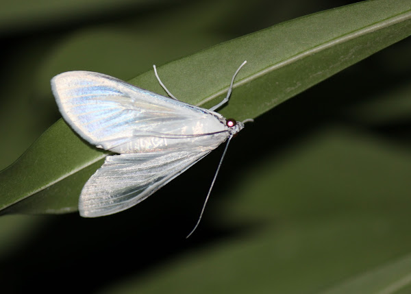 White Satin Moth | Project Noah