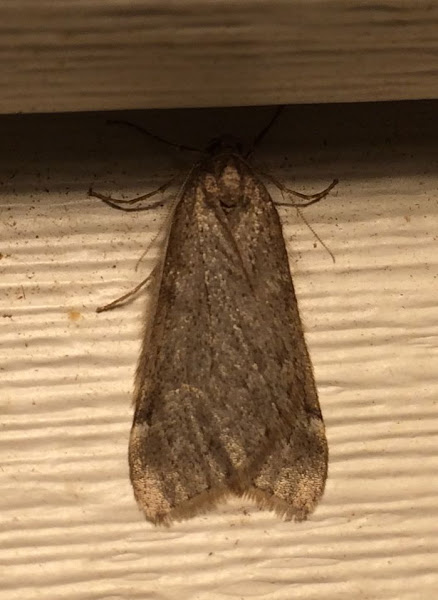 Fall Cankerworm Moth | Project Noah
