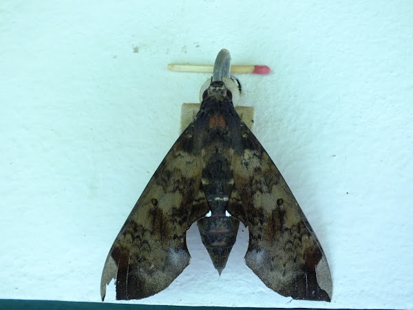Fig sphinx moth | Project Noah