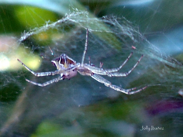 Tent Web Spider | Project Noah