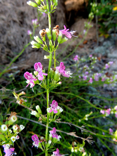 Long spurred Mint/ Longspurred Balm | Project Noah