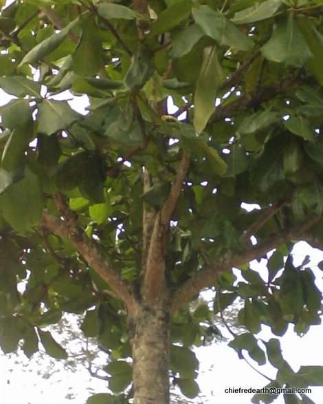 Indian Badam/ Bengal Almond | Project Noah