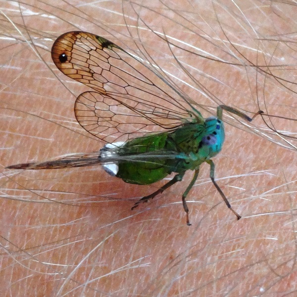 Palm Planthopper | Project Noah