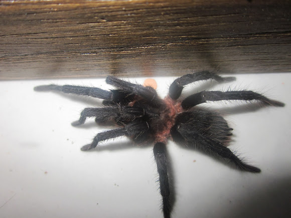 Costa Rican Red Tarantula | Project Noah