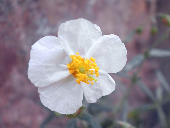 Jarilla blanca | Project Noah