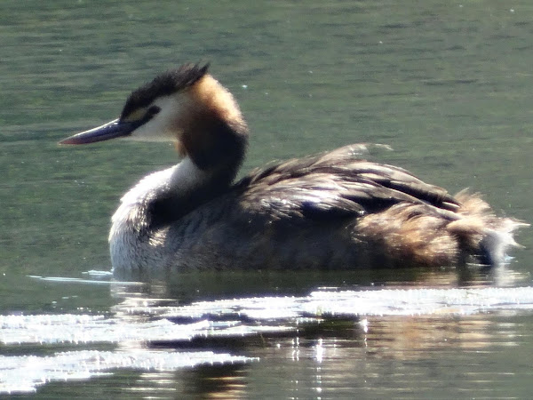 Great Crested Grebe | Project Noah