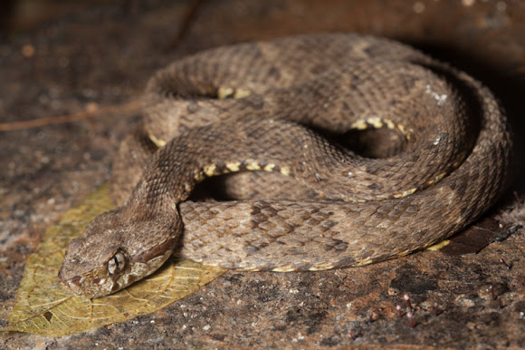 Lancehead Pit Viper | Project Noah