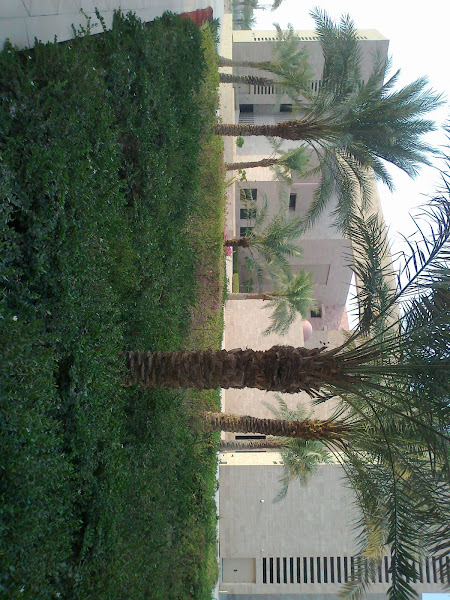 date palm tree | Project Noah