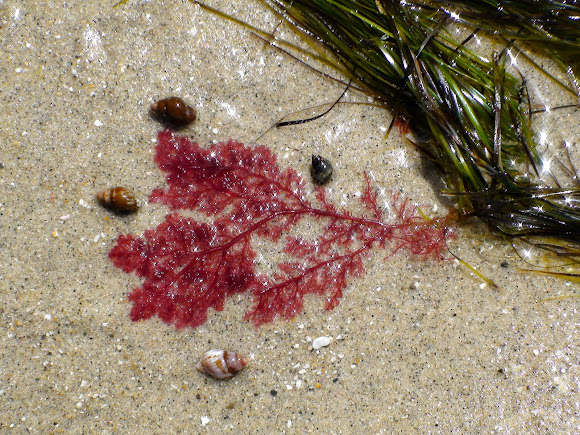 Red Algae | Project Noah