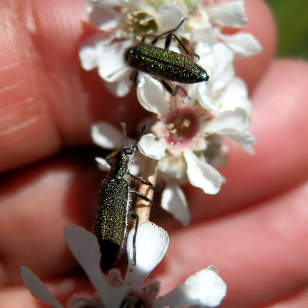 Checkered beetle (Clerid beetle) | Project Noah