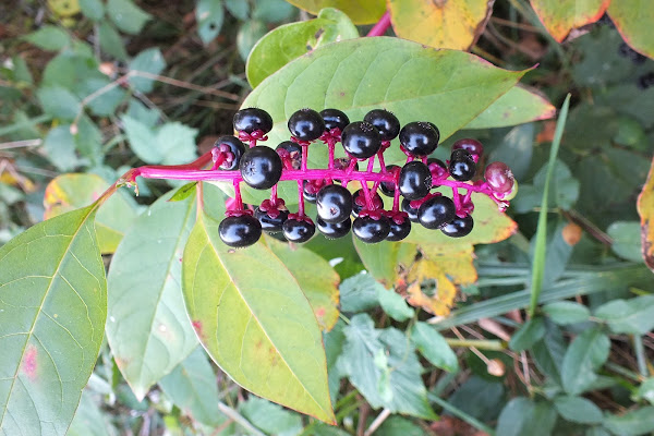 Poke Weed | Project Noah