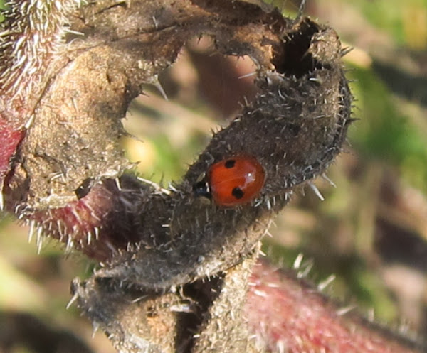 Two-Spotted Ladybug | Project Noah