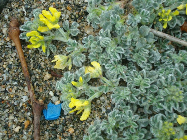 sea medick | Project Noah