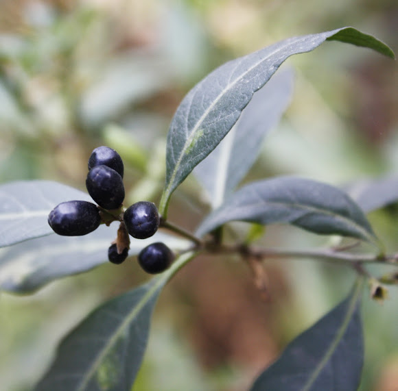 Palqui / Green Cestrum | Project Noah