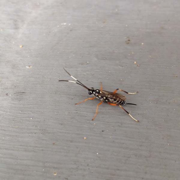 Banded Pupa Parasite Wasp | Project Noah