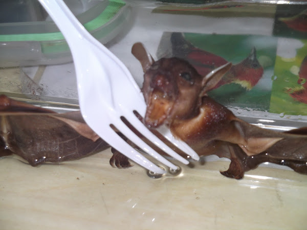 Fruit Bat | Project Noah