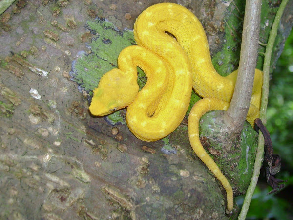 Toboba de pestaña, bocaracá, oropel | Project Noah