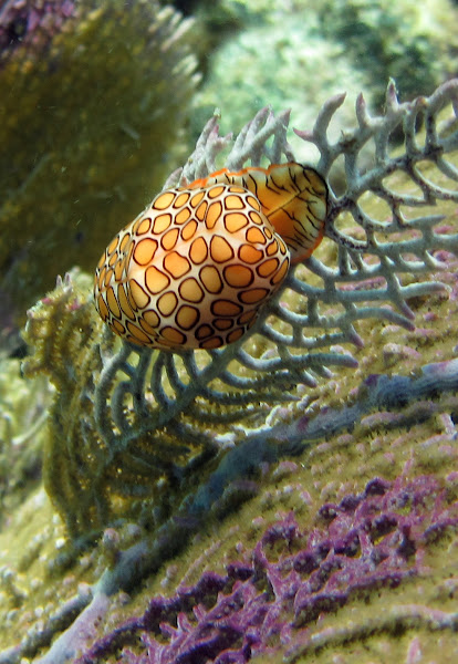 Flamingo Tongue Snail | Project Noah