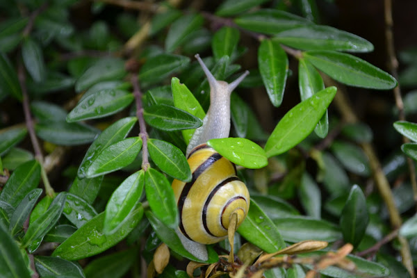 Grove snail | Project Noah