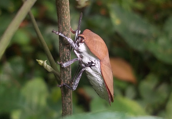 Litchi Bug | Project Noah