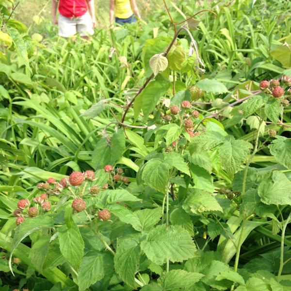 Blackberry | Project Noah