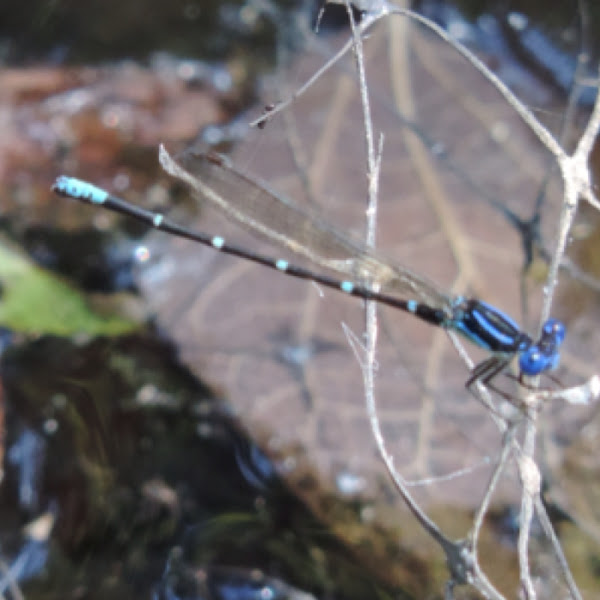 Blue-ringed Dancer | Project Noah