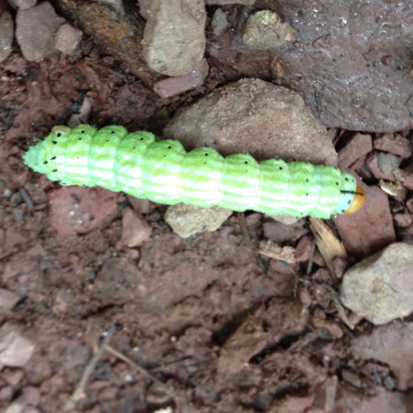 Rosy Maple Moth, caterpillar | Project Noah