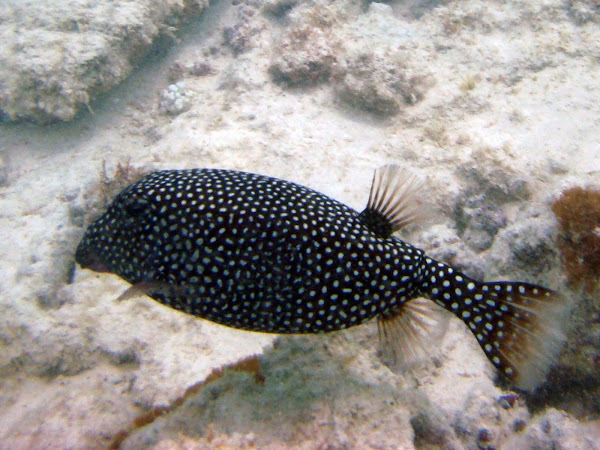 White-spotted boxfish | Project Noah